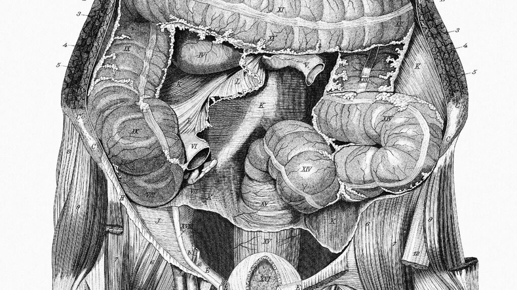 Liver and pancreas: Anatomy, function, and conditions