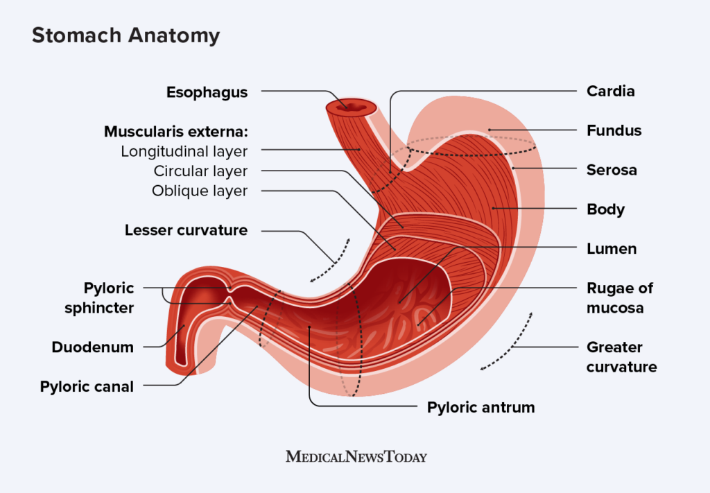 Cells Of The Stomach Types Purpose And Location