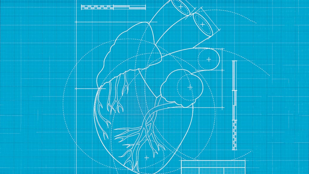 Interventricular Septum Function And Development