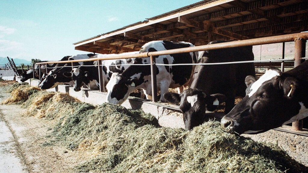 Can a person develop lactose intolerance?