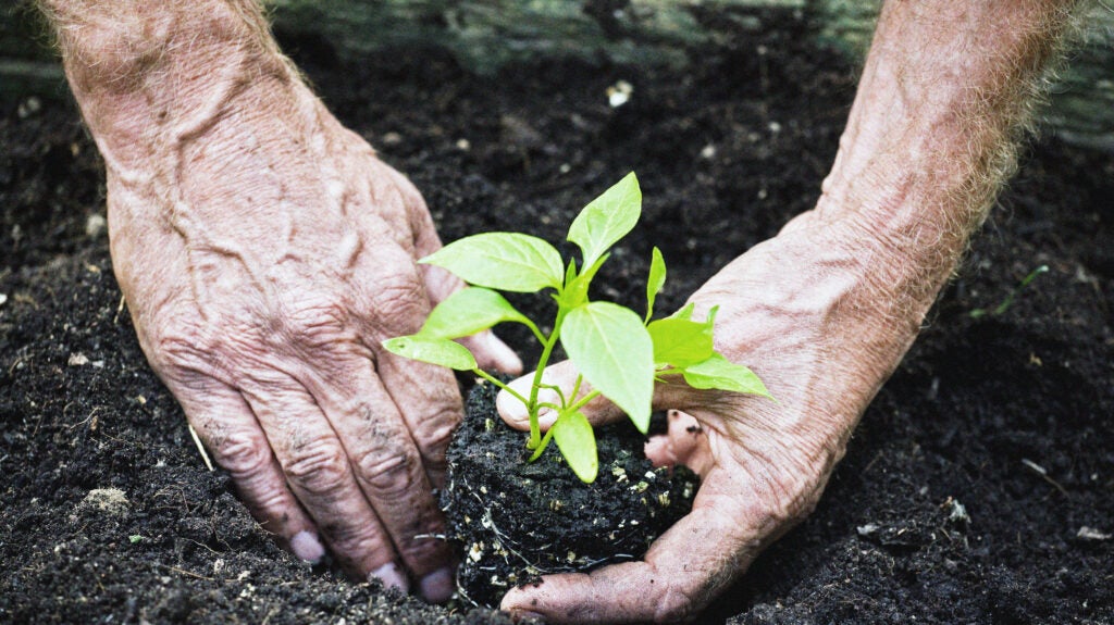 Hand osteoarthritis: Symptoms, risk factors, and management