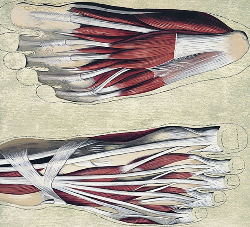 Ollier's disease: Cause, symptoms, treatment, and more