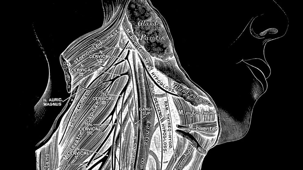 Recurrent laryngeal nerve: Structure, function, and more