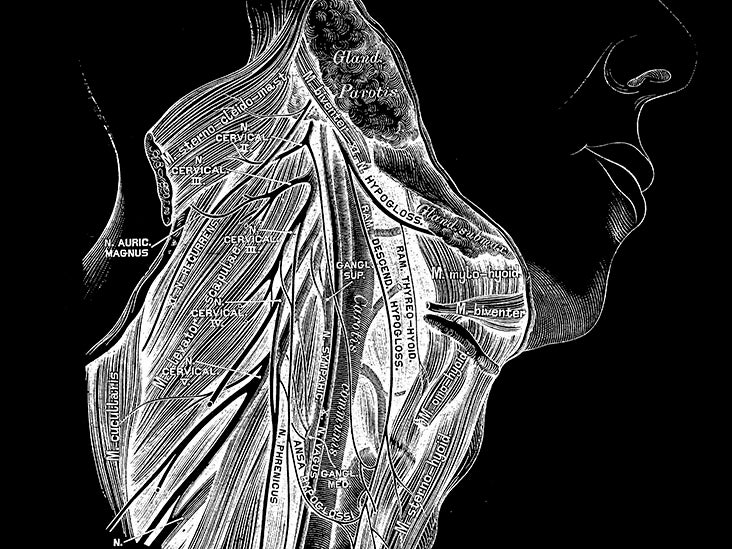Recurrent laryngeal nerve: Structure, function, and more