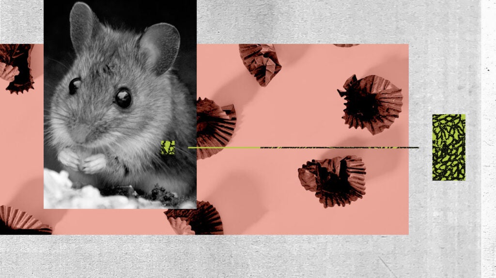 Sugar cravings: Gut bacteria may explain urge to overeat