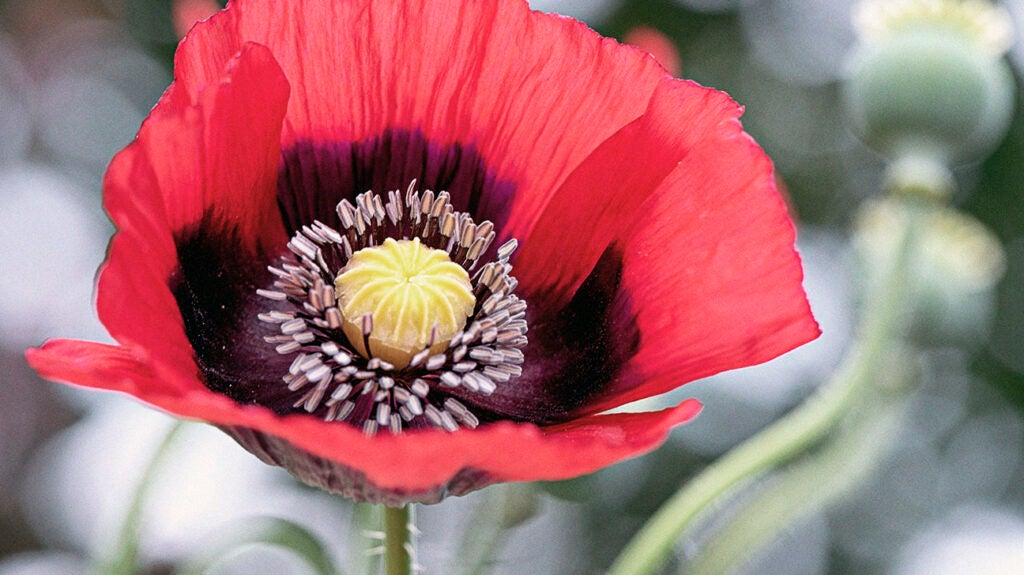 Opioids: What do they feel like?