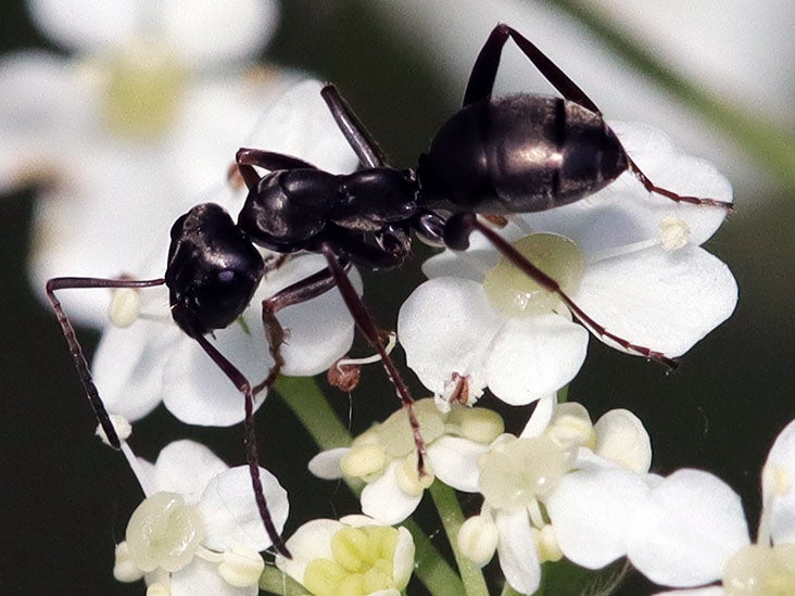 Cancer detection: How ants could alert to the presence of tumors