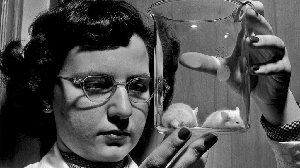 Why do scientists use mouse studies?