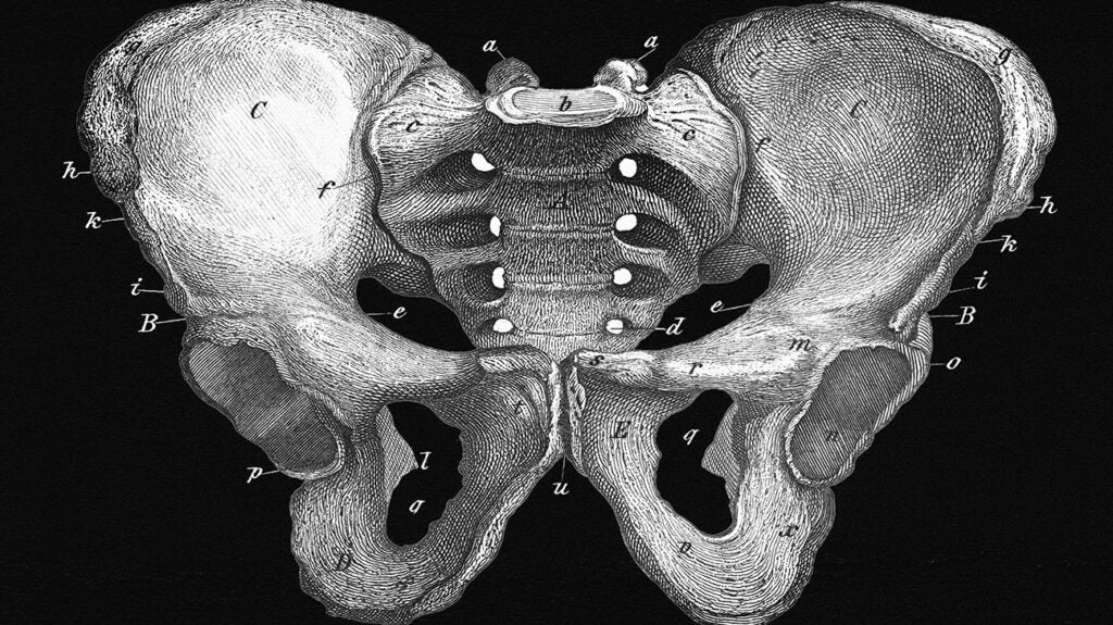 Ischium Bone Type