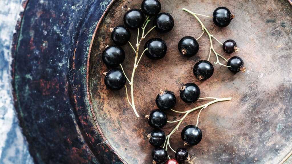 Black currant seed oil for dry eyes