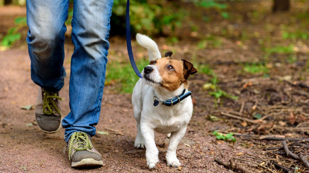 How to prevent tick bites and what to do if you find a tick