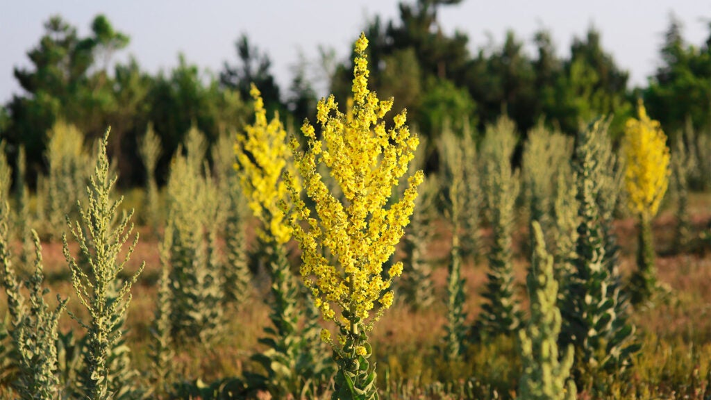 Mullein for asthma: What are the benefits?