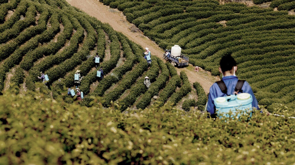 Parkinson's disease: Common pesticides may damage brain cells