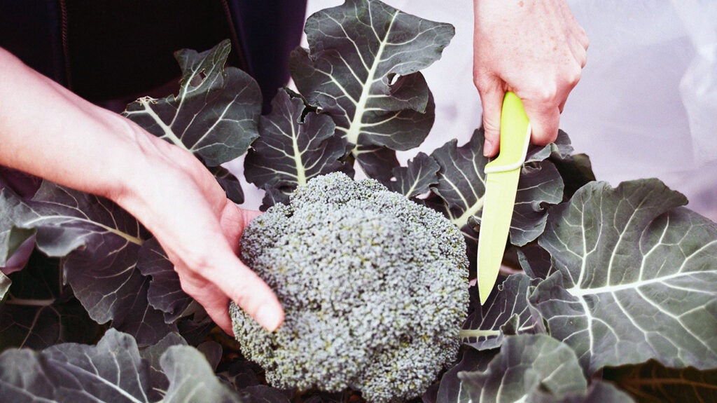 Broccoli and gout: What to know
