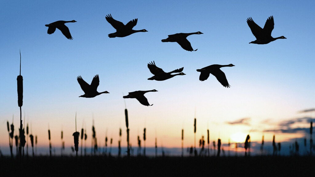 Migratory arthritis: Causes, prevention, and more