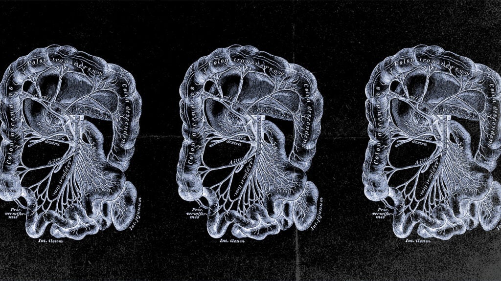 The mesentery: What is it and its function
