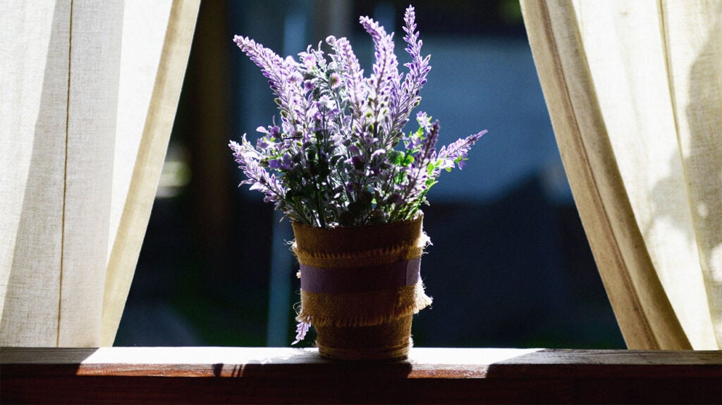 7 aromatherapy oils linked to improved memory while sleeping