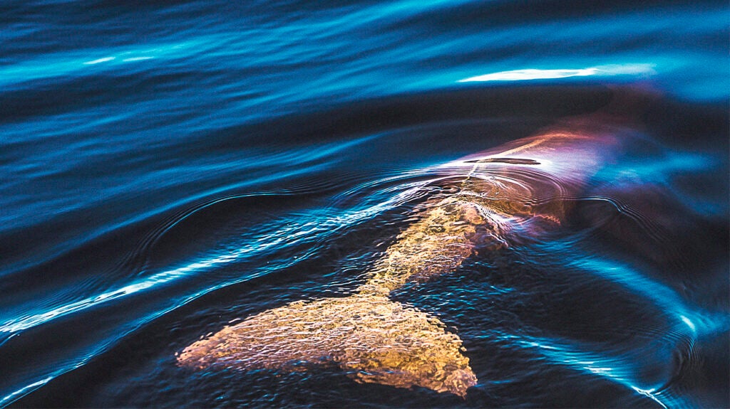 Human echolocation: Definition, research, and more