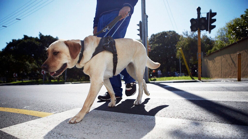 Orientation and mobility training: Goal, skills, and what it involves