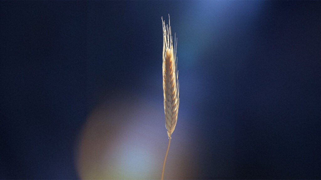 Gluten and brain health: Could gluten drive inflammation?