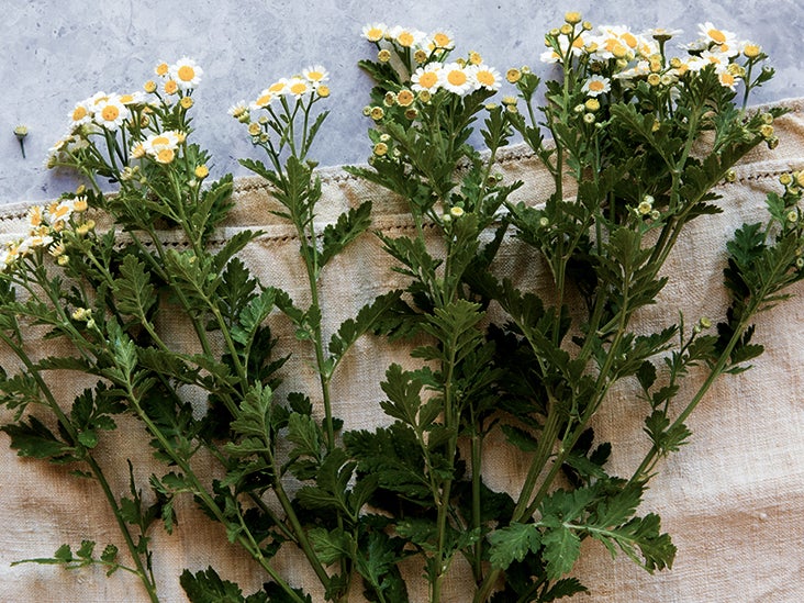 Feverfew: Uses and side effects